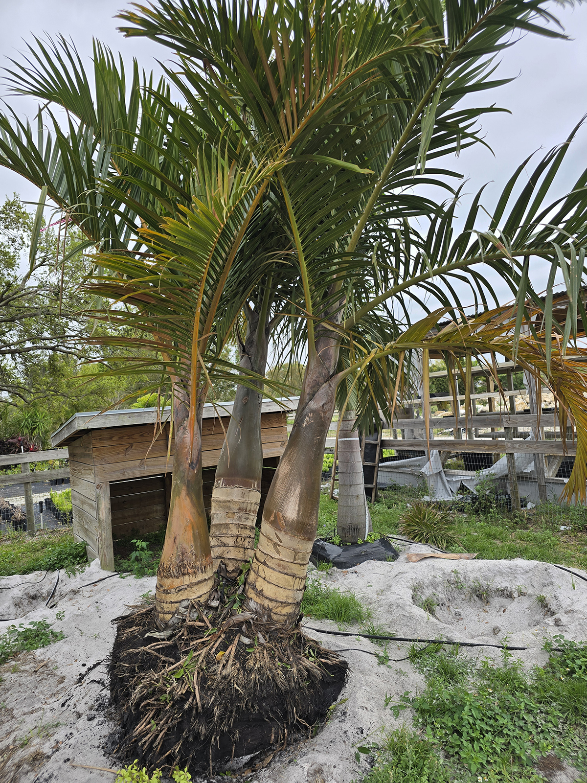 Spindle Palm - Albright Landscaping, Inc. Parrish, FL - Serving Manatee ...